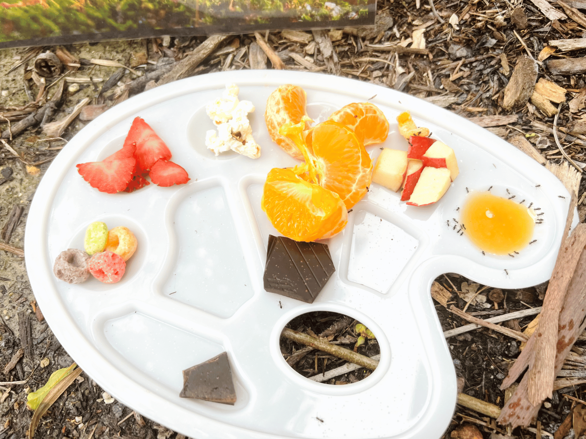 Ant Observation: A Simple Science Activity – Preschool Packets